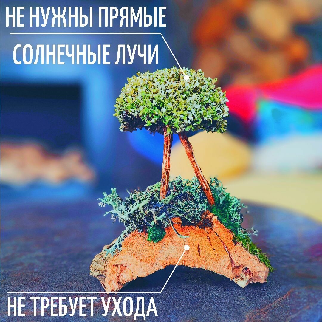 Дерево цетрария подарок с приколом