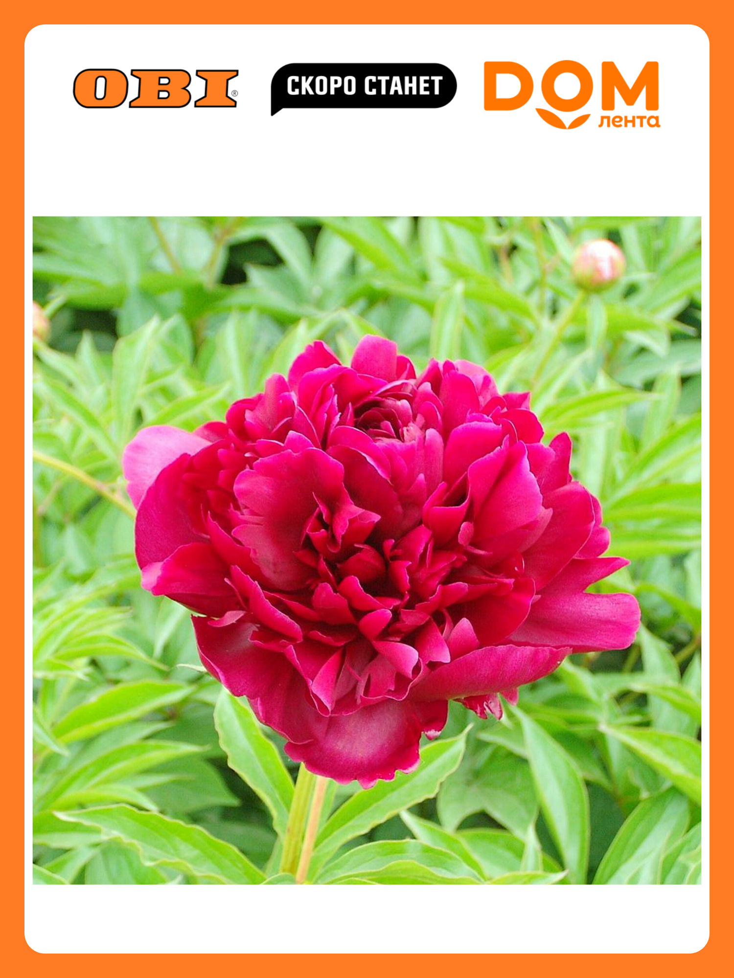 Саженец пиона травянистого Черный жемчуг