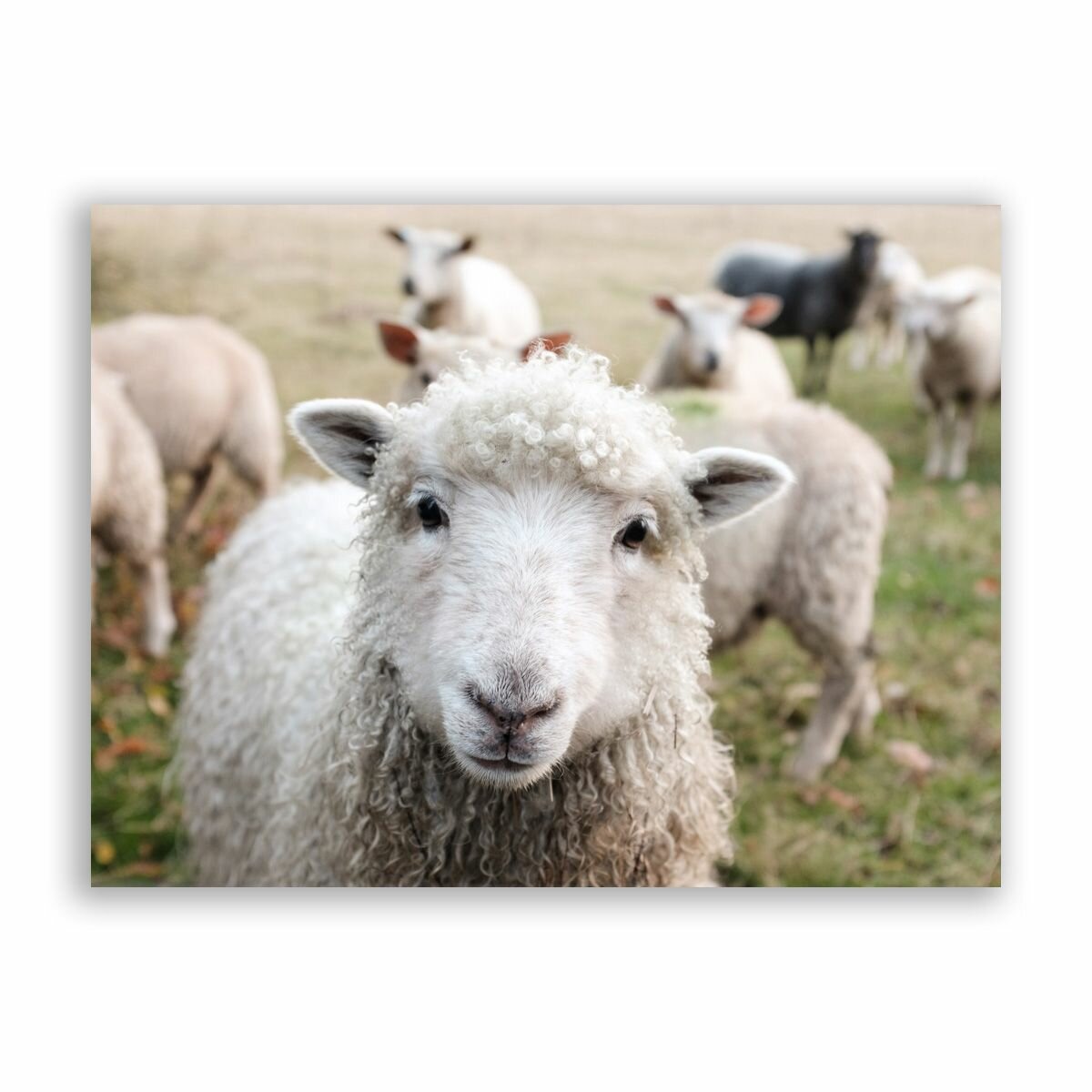 Постер, плакат на бумаге / Овцы / Размер 30 x 40 см