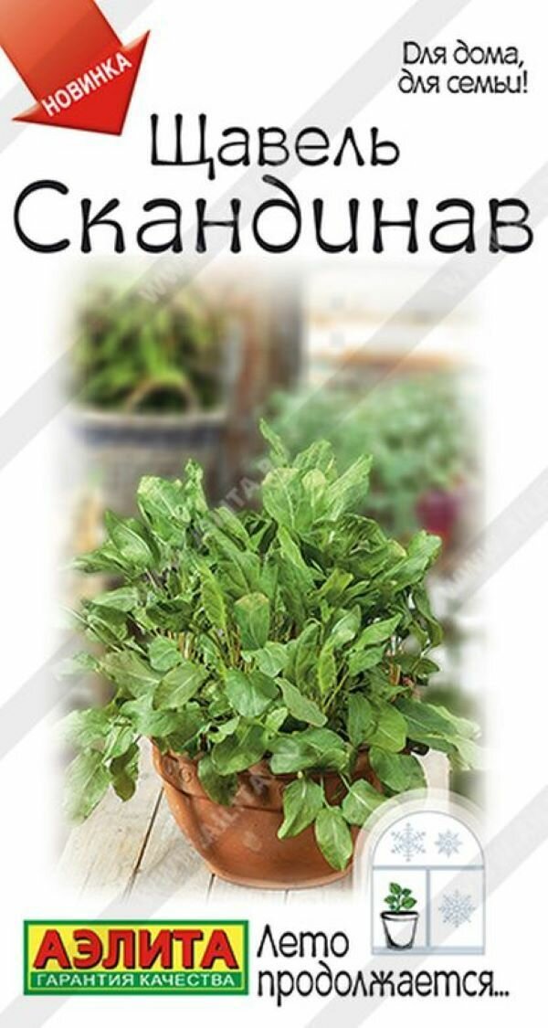 Щавель Скандинав