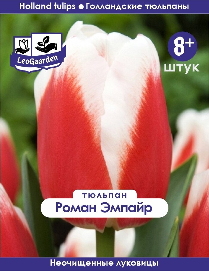 Тюльпан Луковица, Роман Эмпайр, 8+ шт (LeoGaarden)