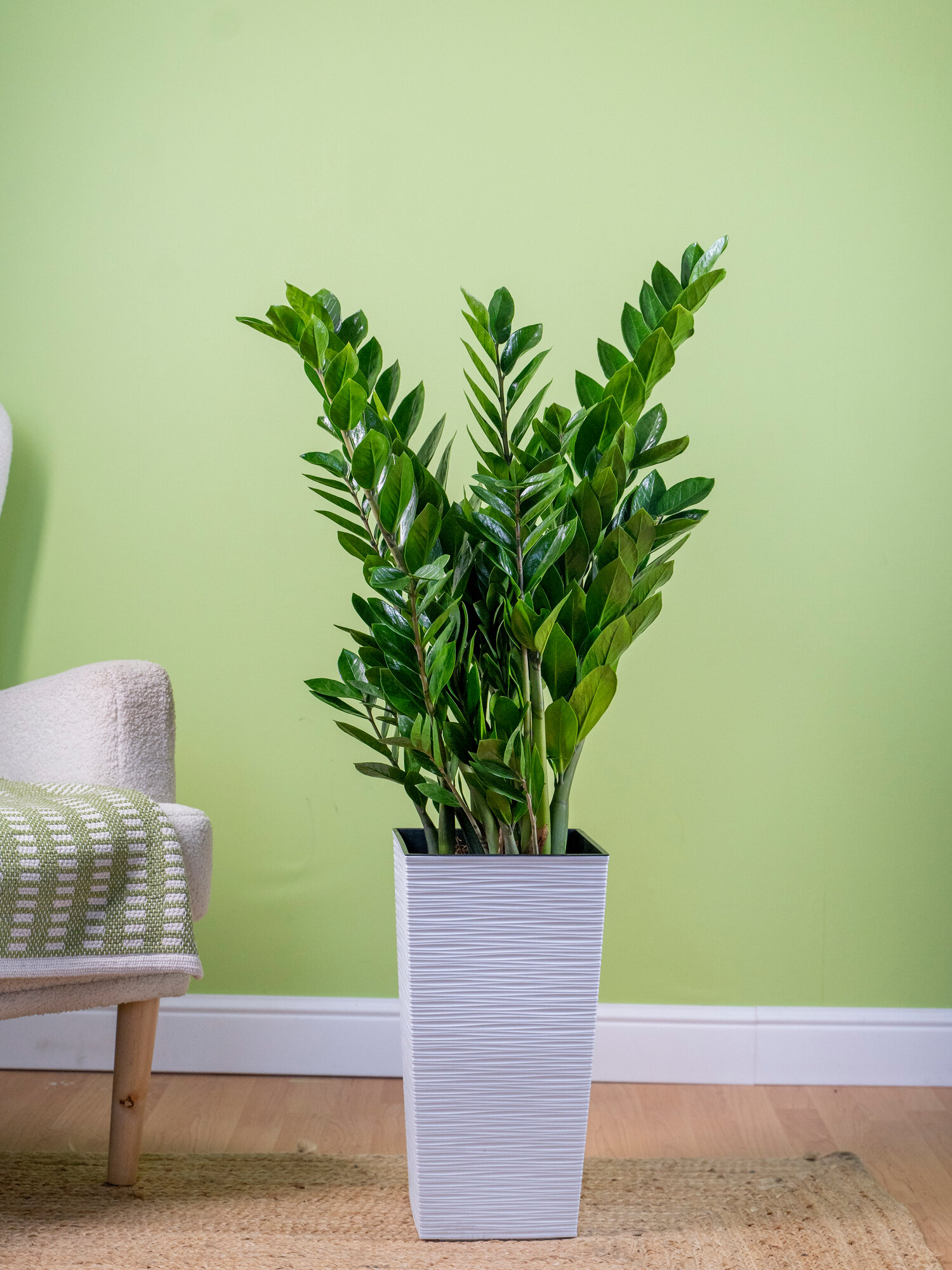 Geo Glass: Замиокулькас домашний в стильном кашпо , долларовое дерево в горшке 110-120