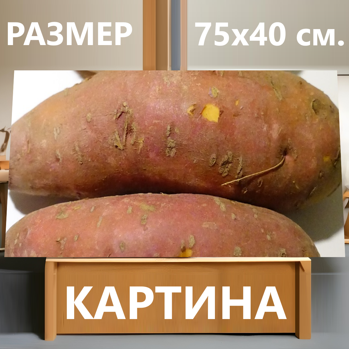 Картина на холсте "Сладкая картошка, ипомея batatas, батате" на подрамнике 75х40 см. для интерьера