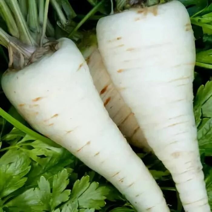 Коллекционные семена петрушки корневая Берлинская/