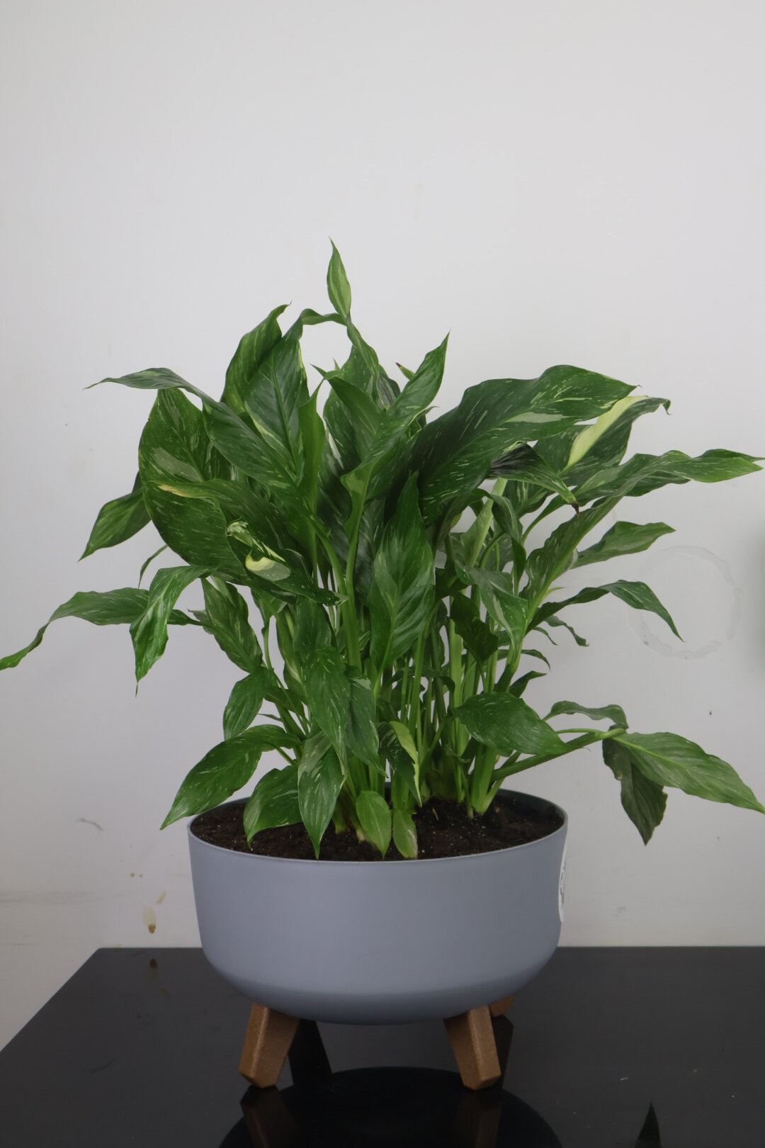 "Спатифиллум Вариганта Микс" в кашпо