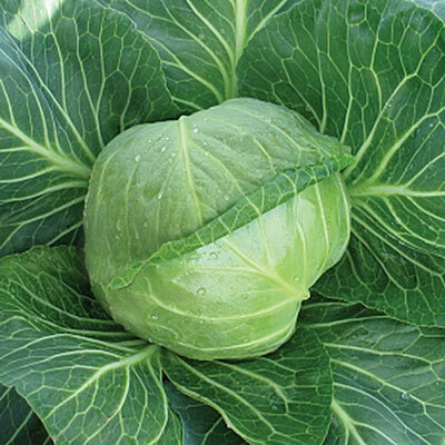 Семена капусты Внучка F1 (Б/К) 0,3 гр.