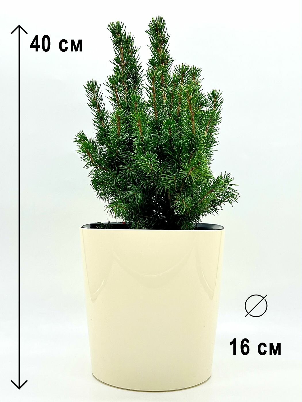 Ель живая Коника в кремовом пластиковом кашпо с автополивом, высота композиции 35-40 см