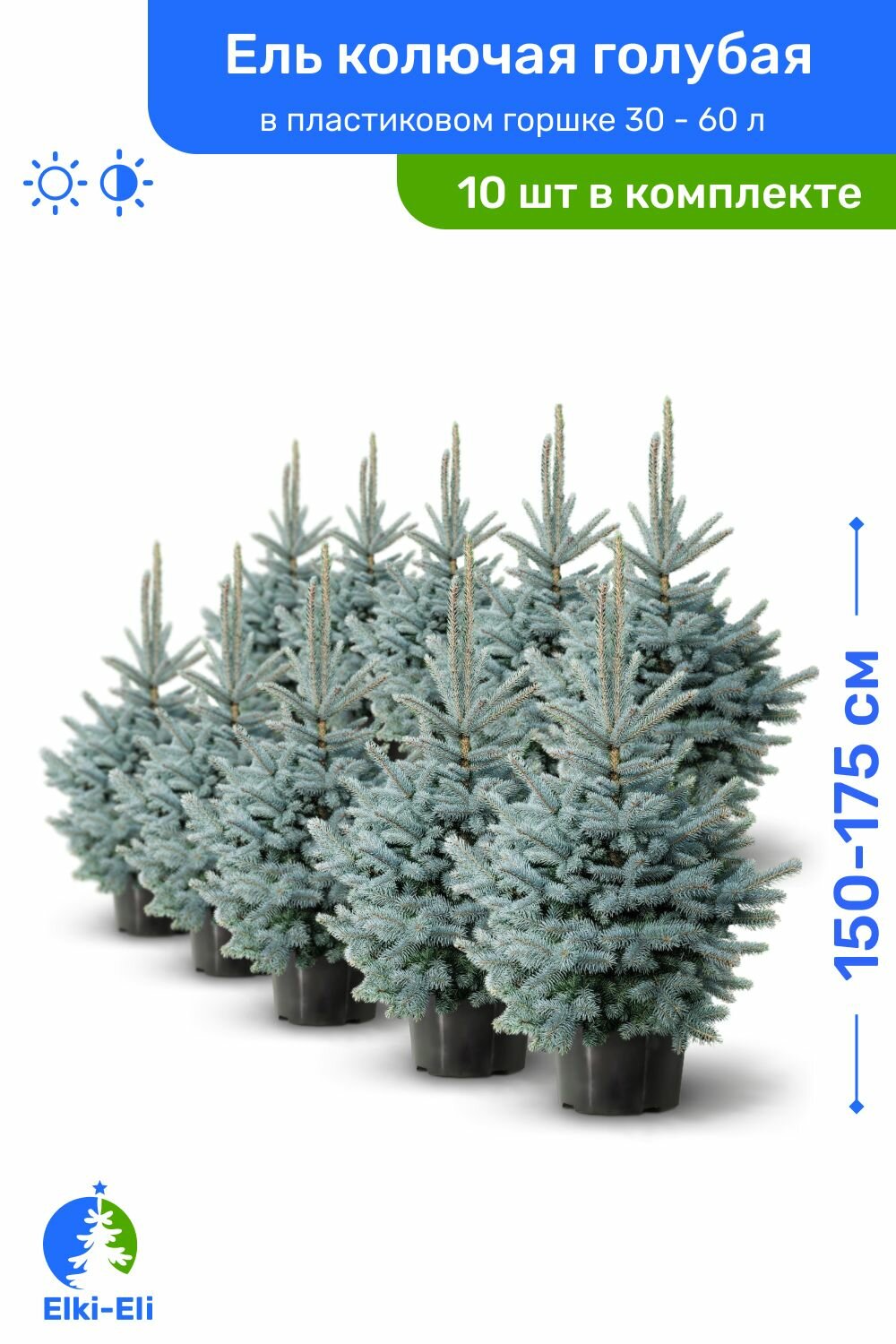 Ель колючая голубая 150-175 см в пластиковом горшке 30-60 л, саженец, хвойное живое растение, комплект из 10 шт