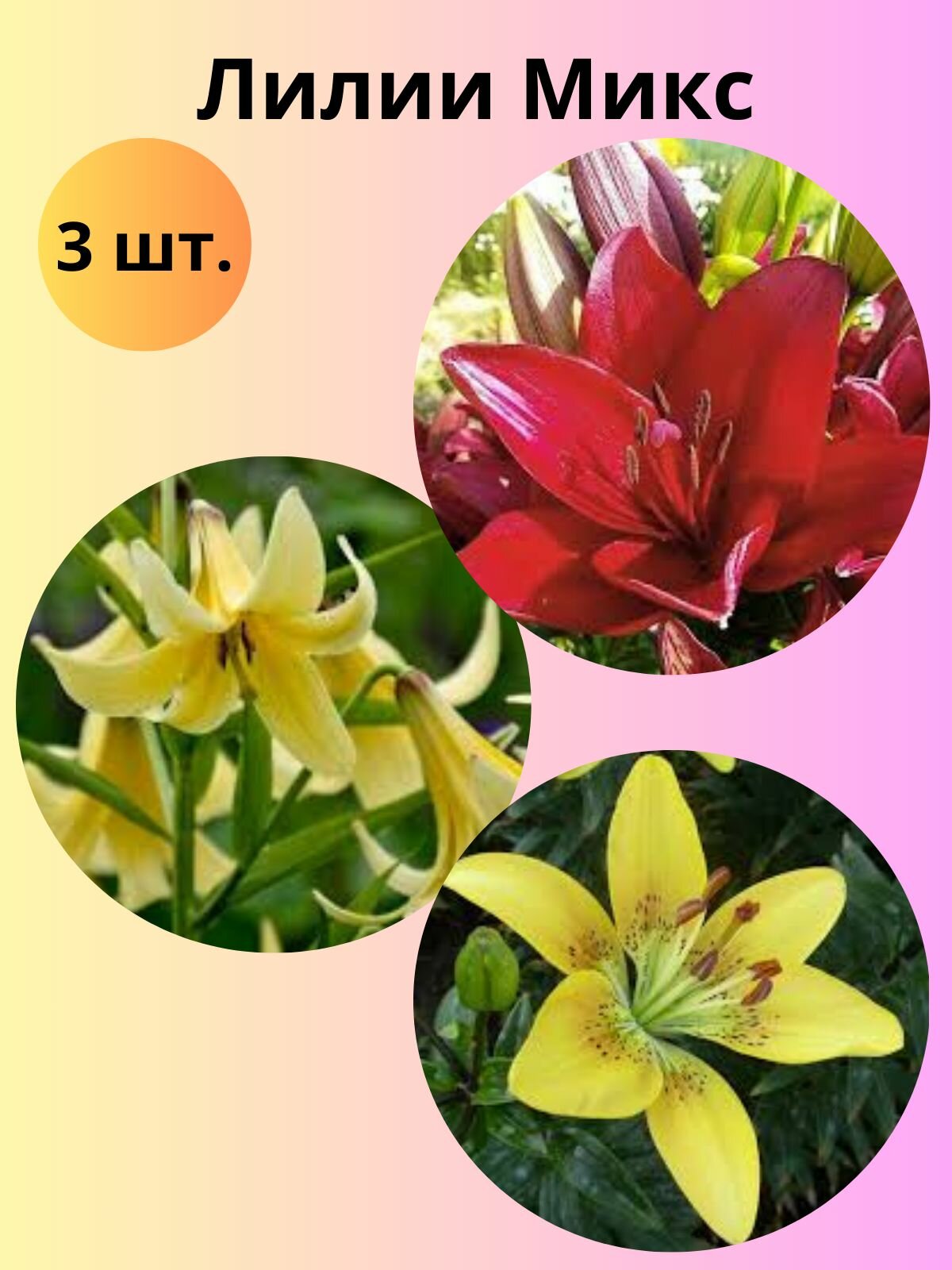 Лилии луковицы микс 3 штуки