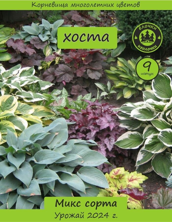Хоста Корневище, Микс сортов, 9шт.