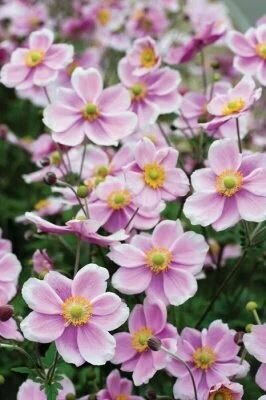 Анемона хубейская Rose Shades 1шт