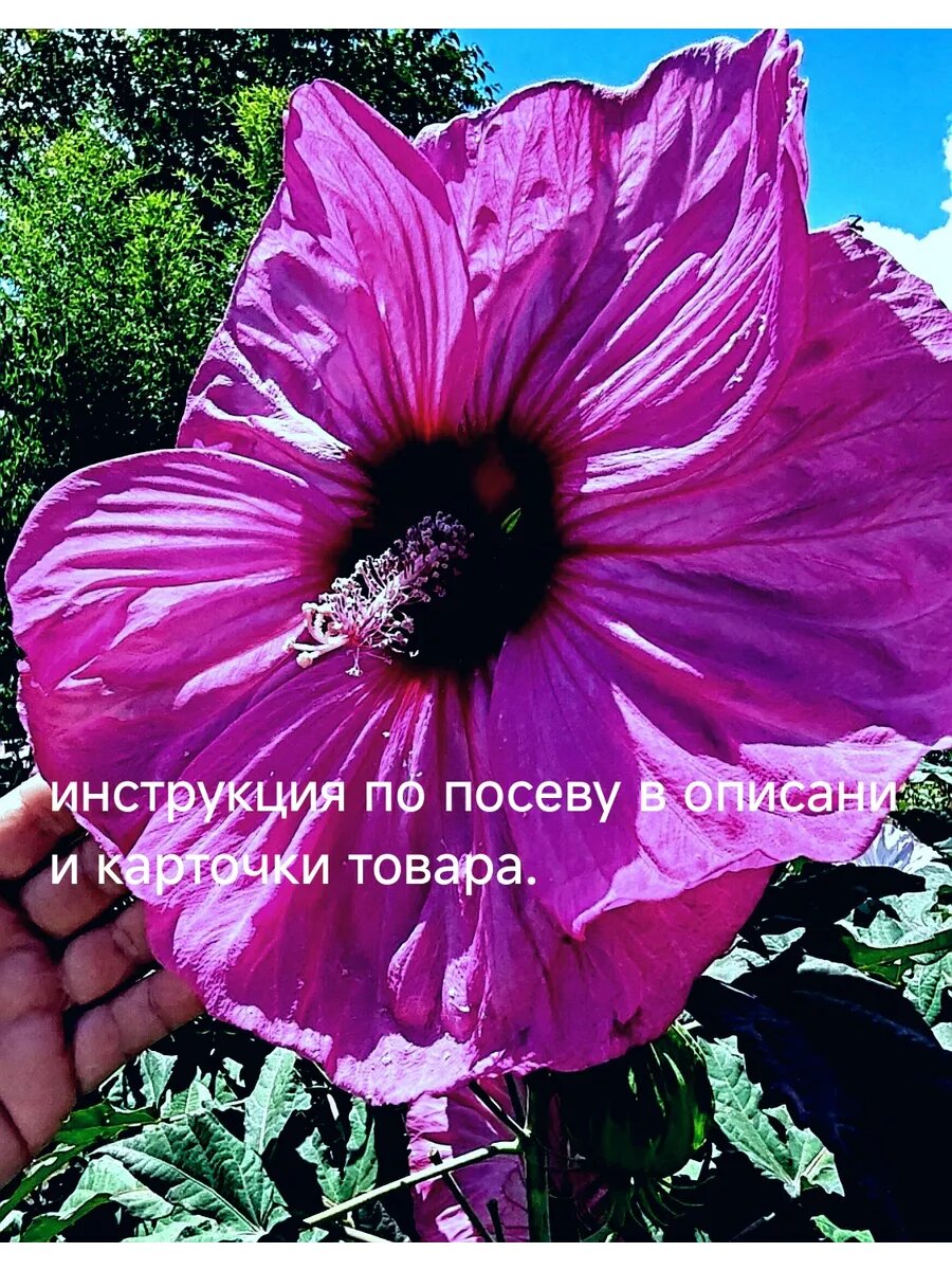 Гибискус травянистый, семена 20шт.