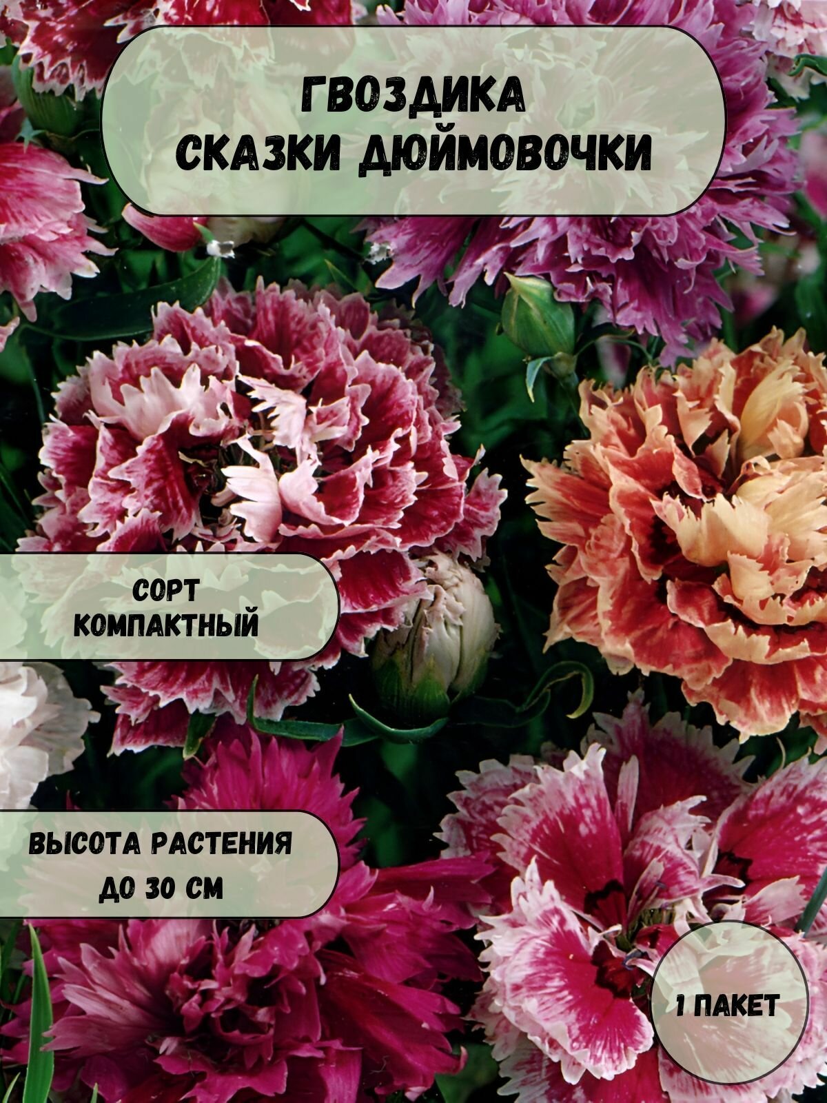 Гвоздика Сказки дюймовочки семена 10 шт