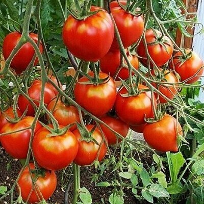 Коллекционные семена томата Юбилейный Тарасенко крупноплодный