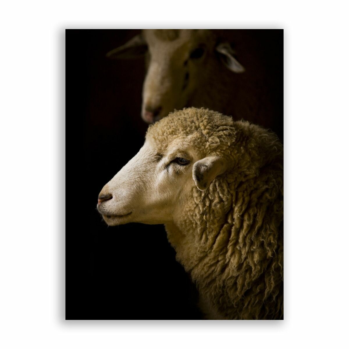 Постер, плакат на бумаге / Овцы / Размер 30 x 40 см