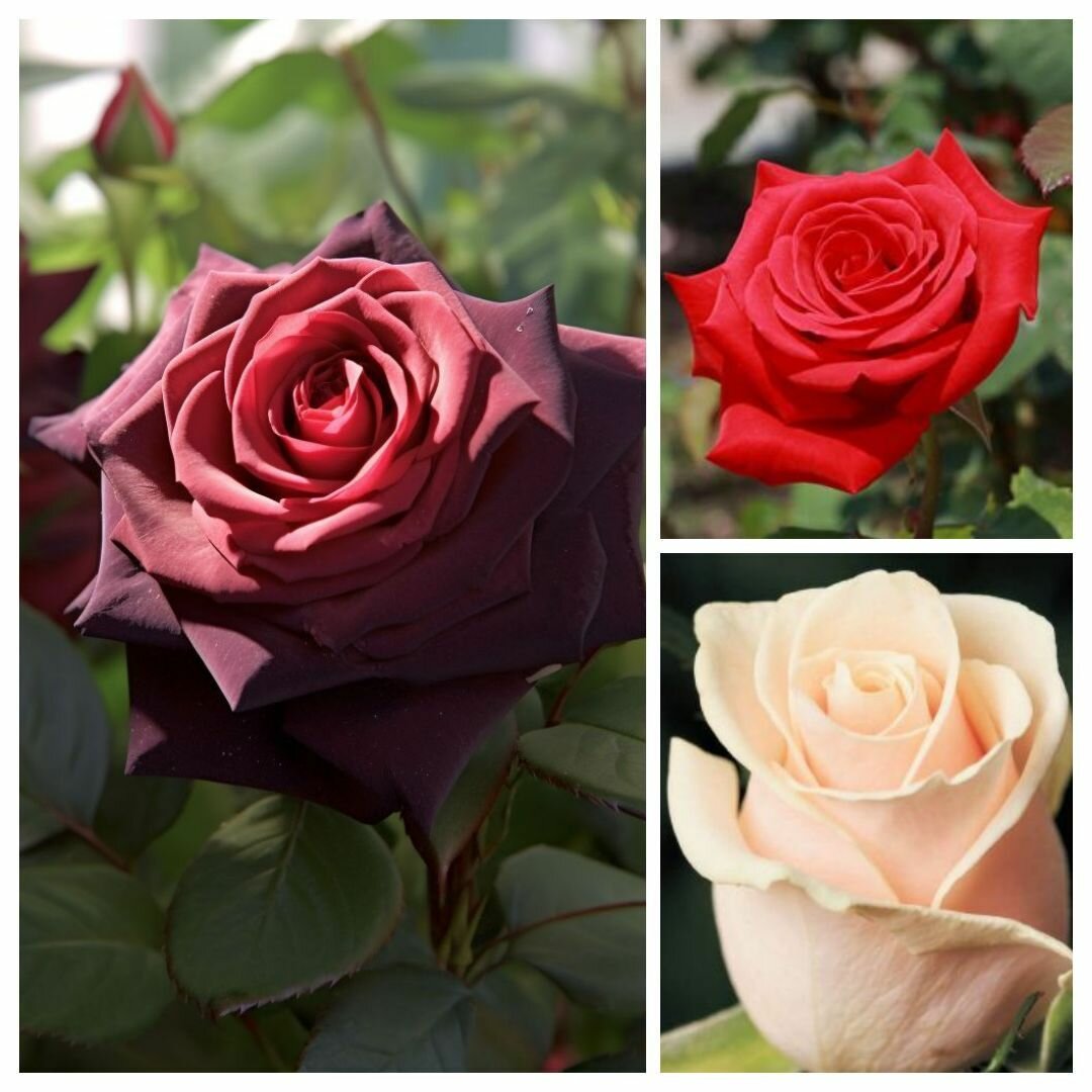 Комплект чайно-гибридных роз Ассоль 3 шт