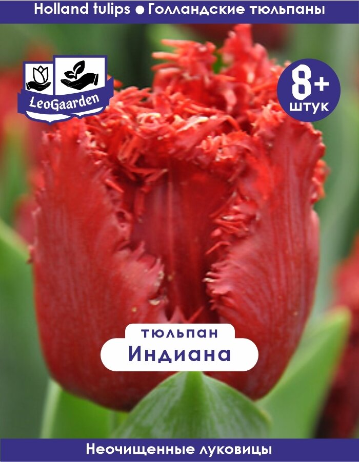 Тюльпан Луковица Индиана 8+ шт