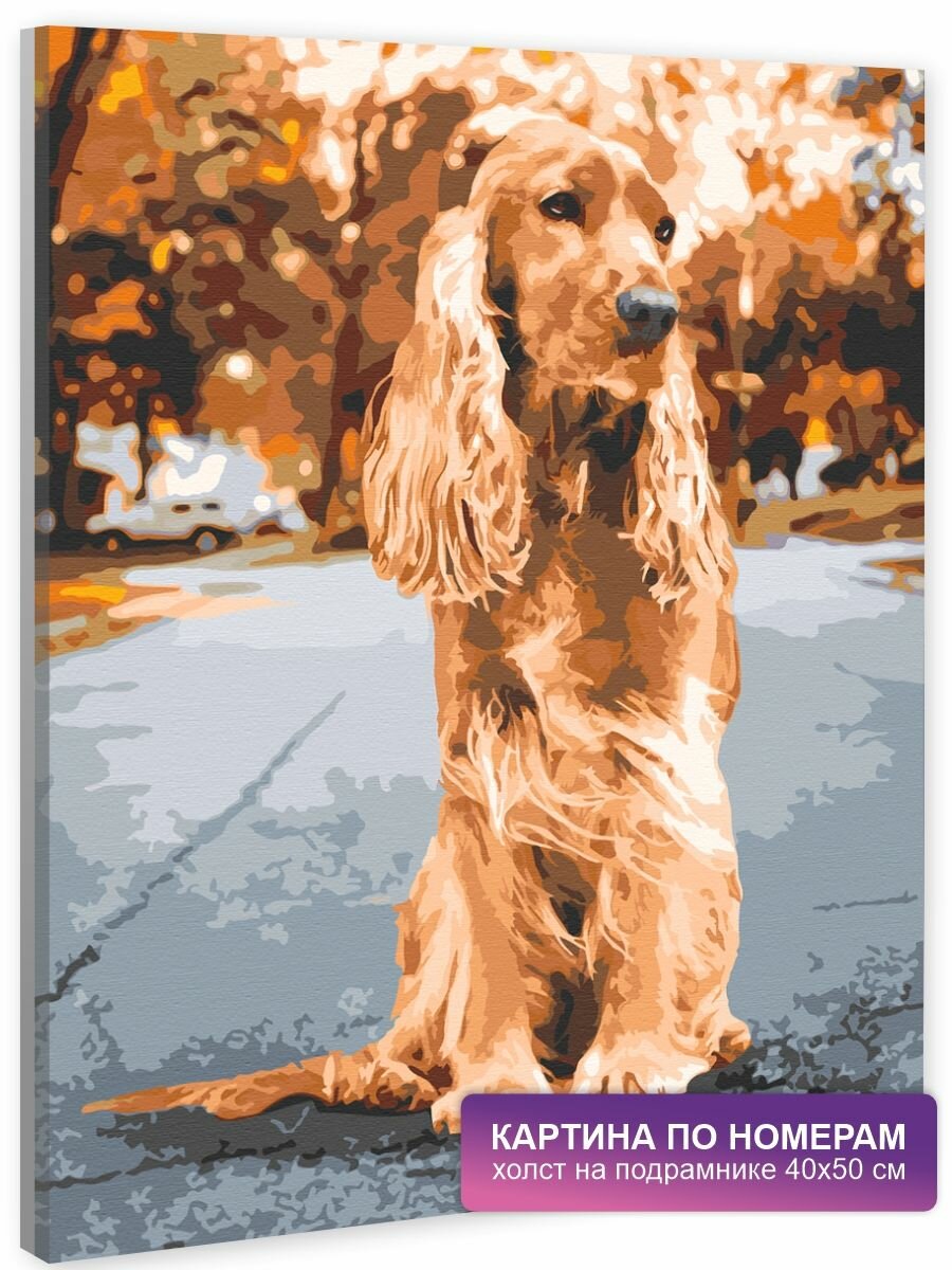 Картина по номерам на холсте с подрамником 40х50 см. Природа, животные, рыбы, птицы. Собаки, щенки. "Спаниель ", арт. 4453/