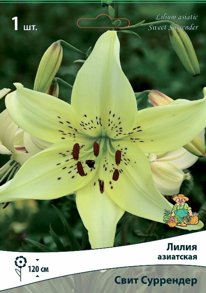Луковицы поиск лилия свит суррендер 1 шт