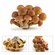 Фигурки грибов Pholiota, ПВХ