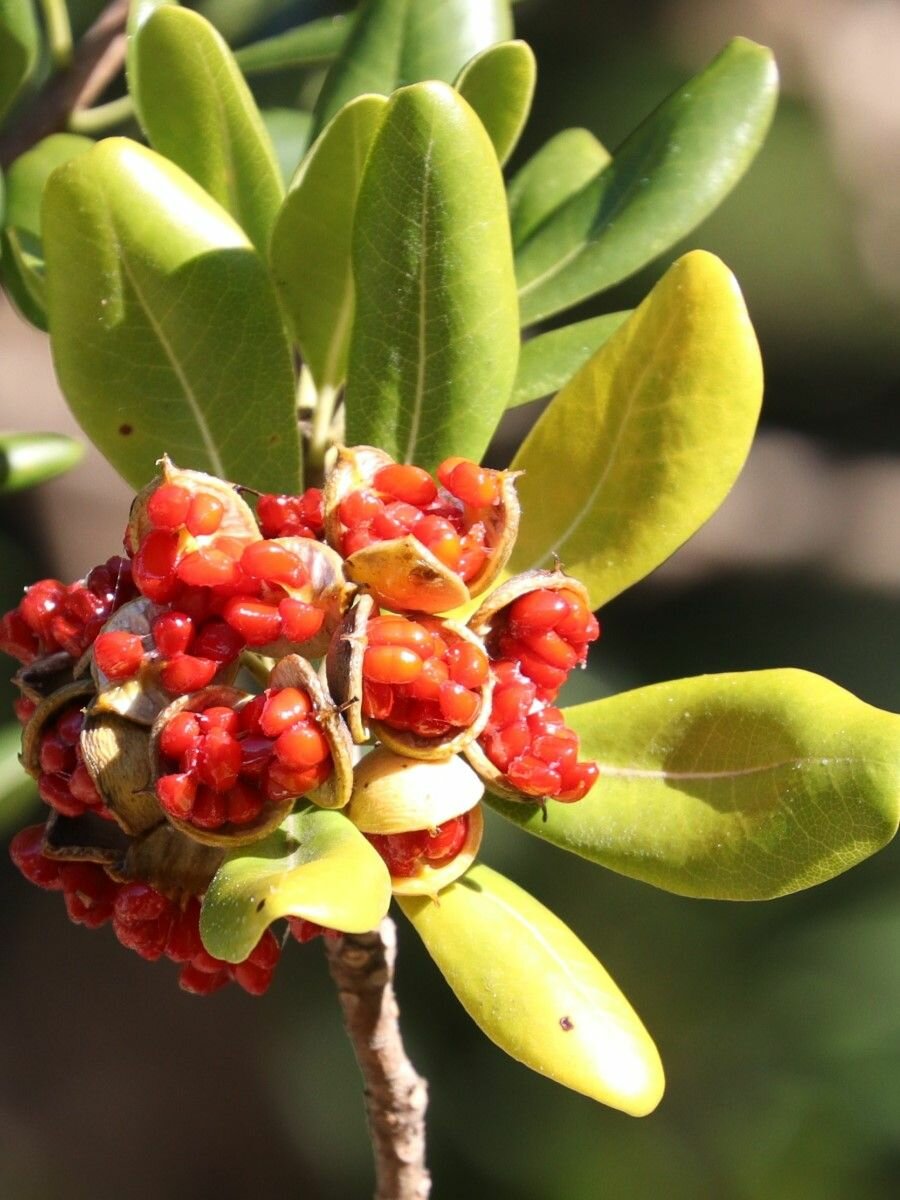 Семена Смолосемянник обыкновенный (Pittosporum tobira), 10 штук семян