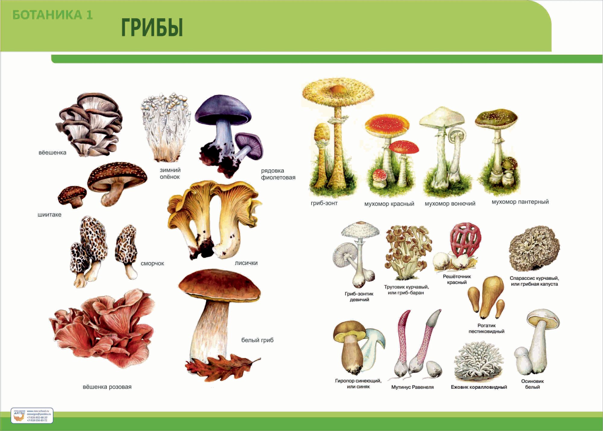Комплект таблиц Биология. (Ботаника, Зоология, Человек, Экология)