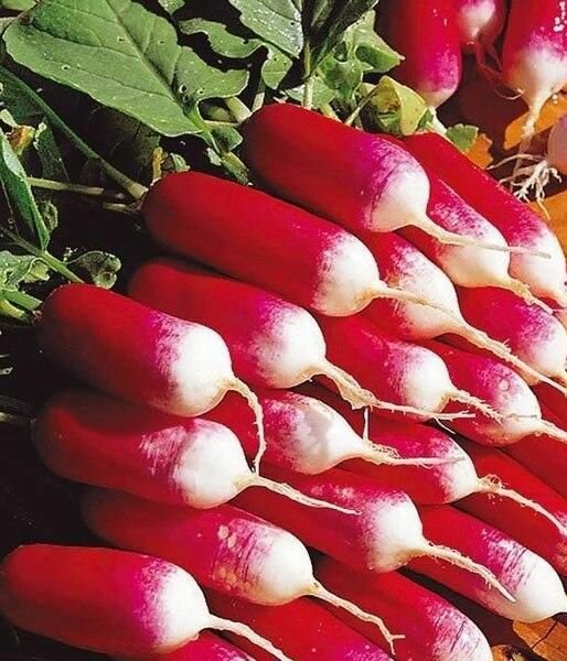 Коллекционные семена редиса Фокс