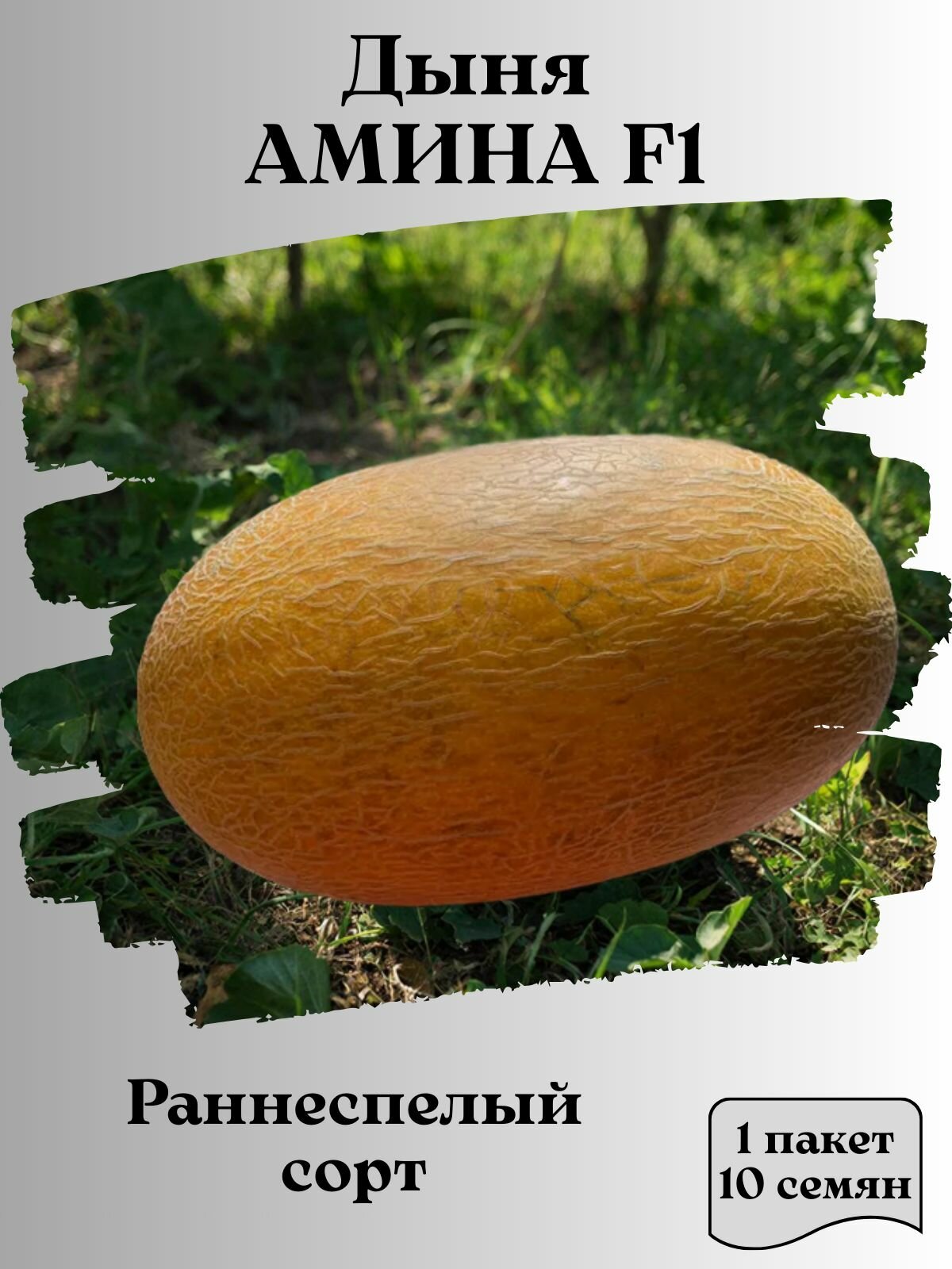 Дыня амина F1, семена, 10 шт, 15 гр.