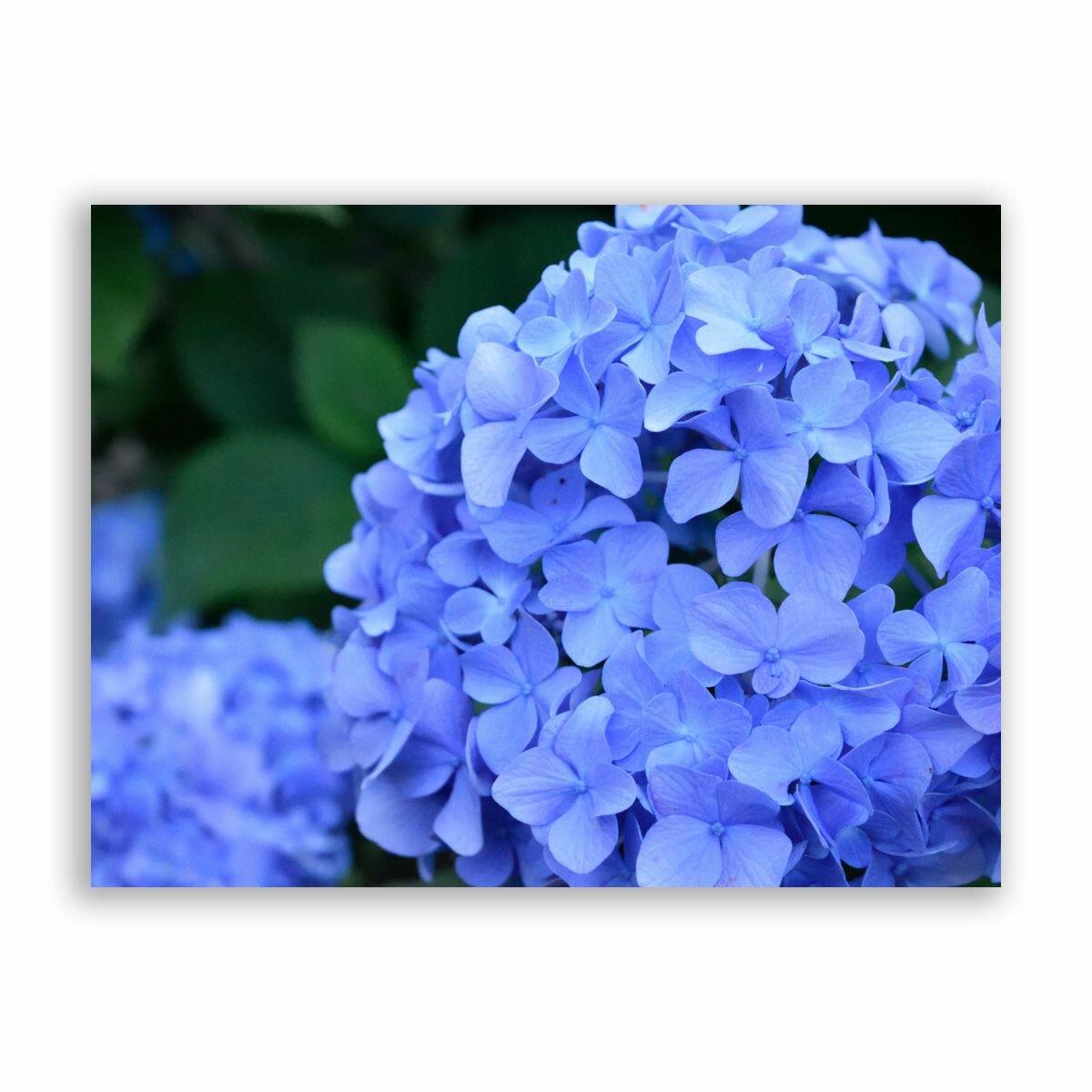Постер цветы на бумаге / Гортензия / Размер 30 x 40 см