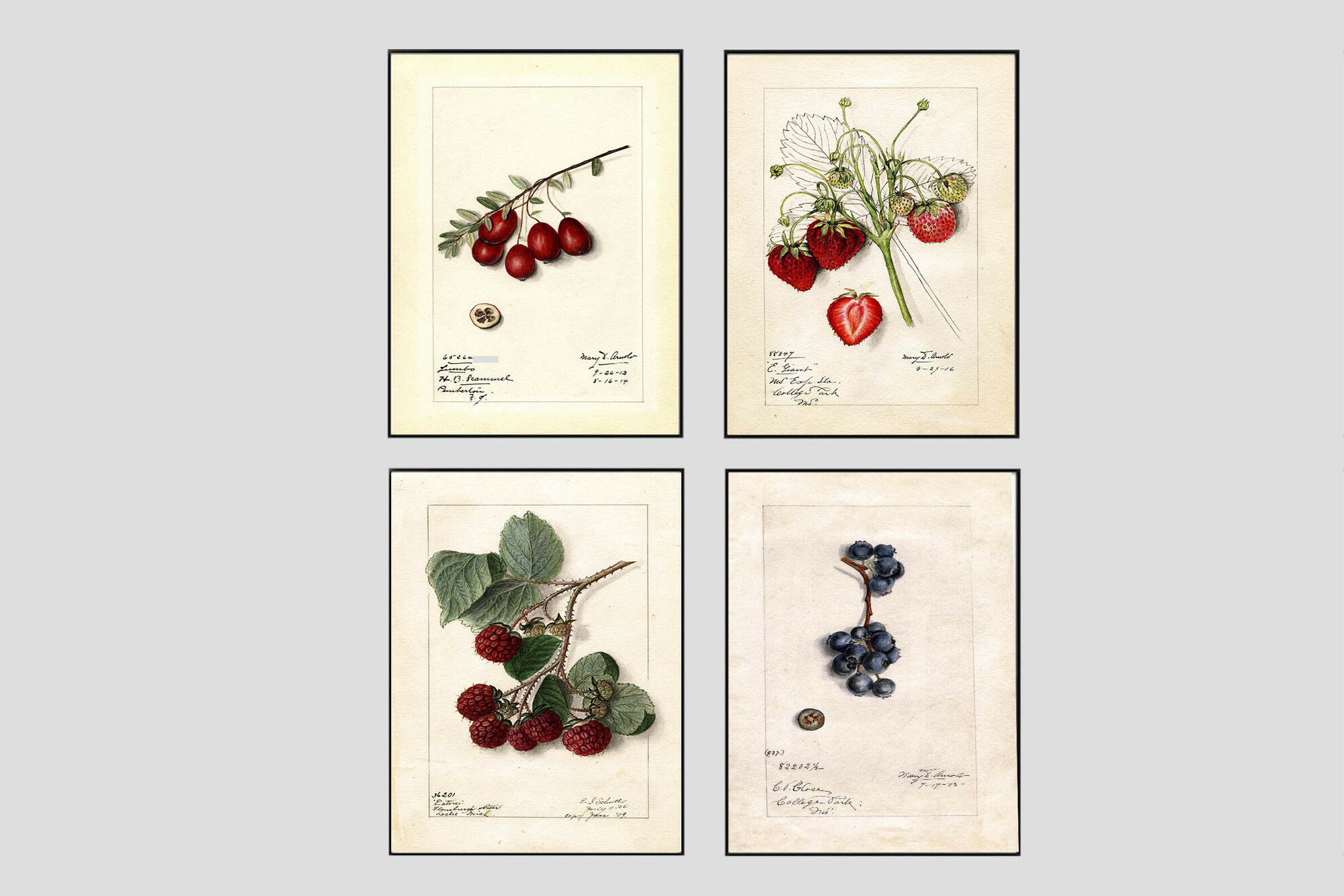 4 постера на кухню Ягоды размер А4, без рамки / Винтажная Ботаника Виды Ягод / иллюстрации Земляника Голубика для интерьера на кухню в подарок