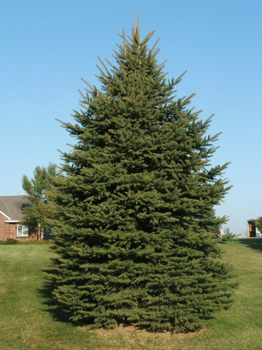 Ель чёрная семена 15 штук