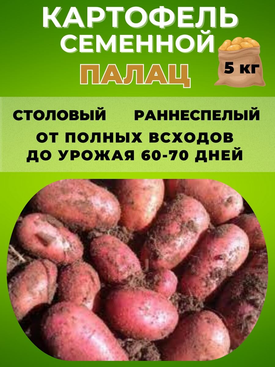 Картофель семенной, клубни на посадку 5кг