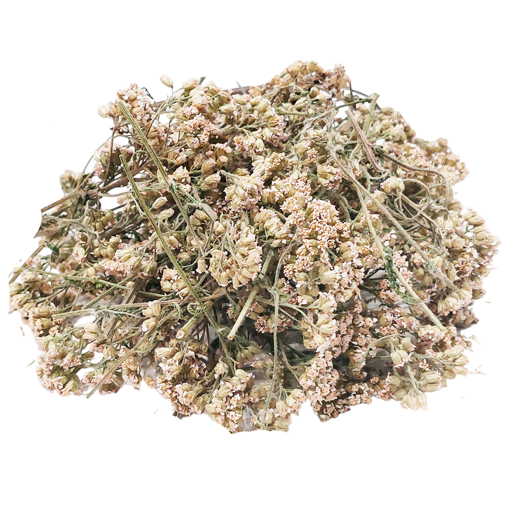 Трава и цветки тысячелистника обыкновенного