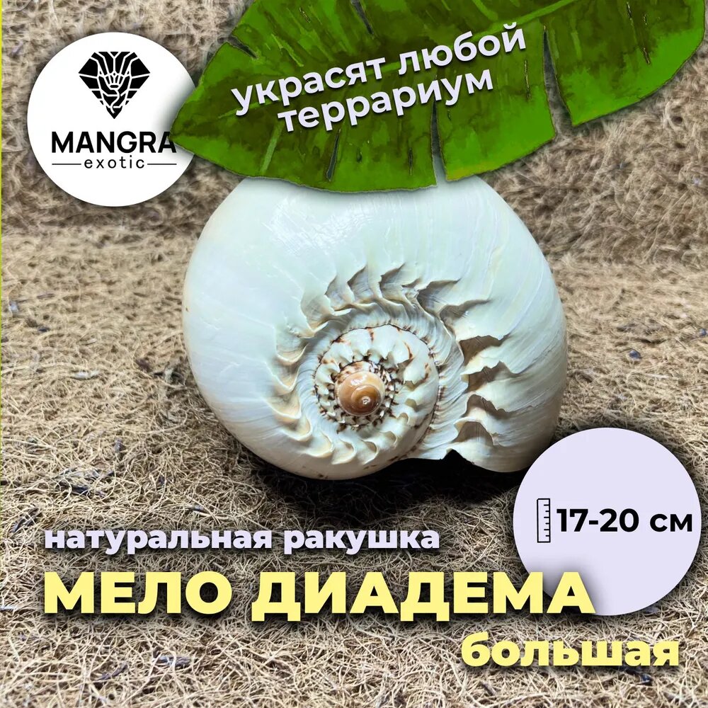 Натуральная ракушка MANGRA exotic Мело диадема большая (17-20 см) - декор для террариума + укрытие
