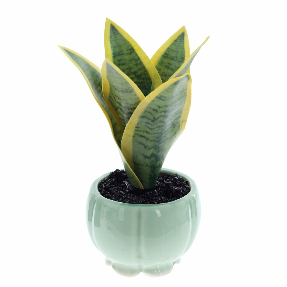 Цветочная композиция Сансевиерия, 9х9х17 см KSM-816496