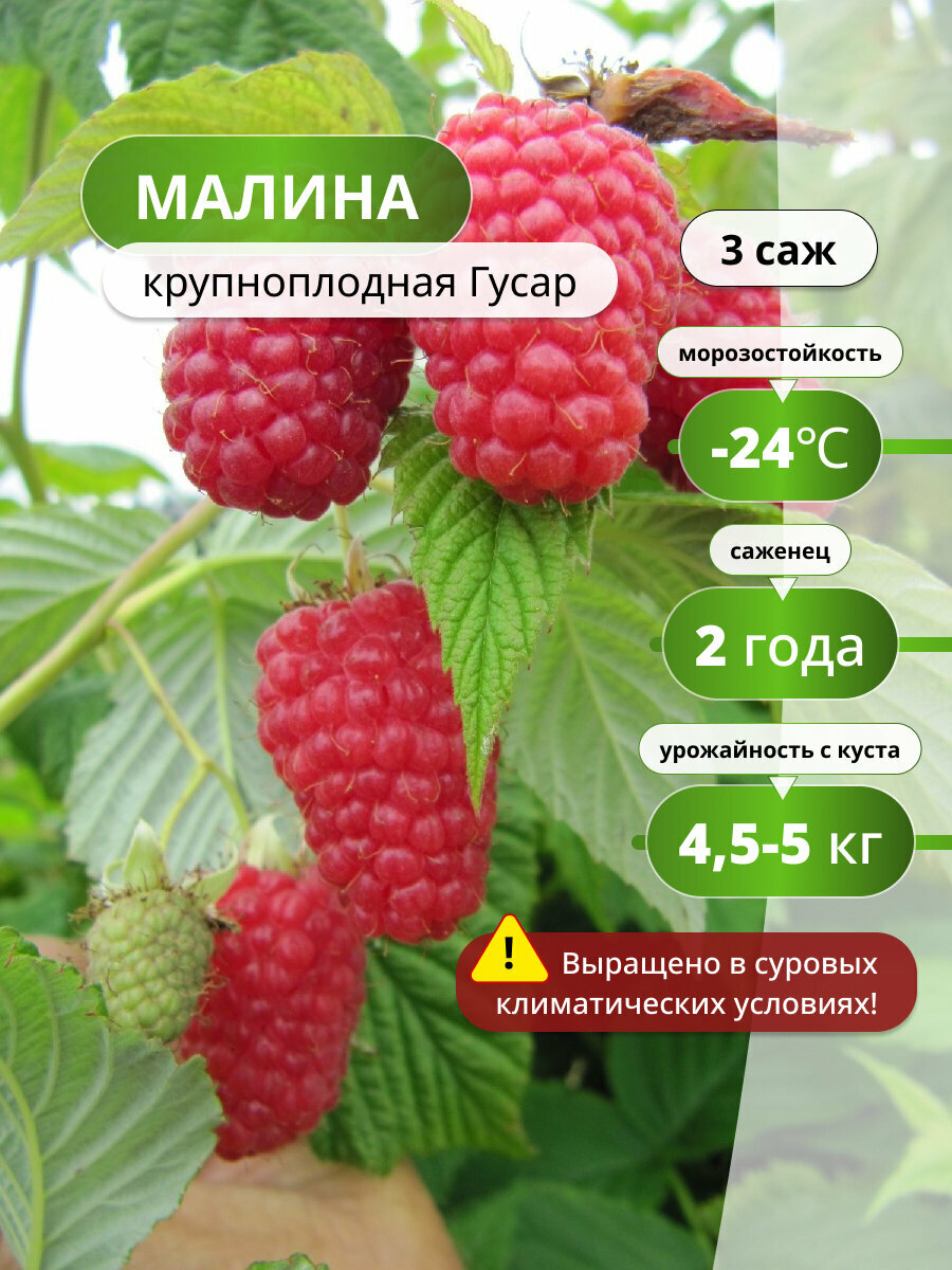 Малина крупноплодная Гусар 3 шт / среднеспелый, морозостойкий сорт