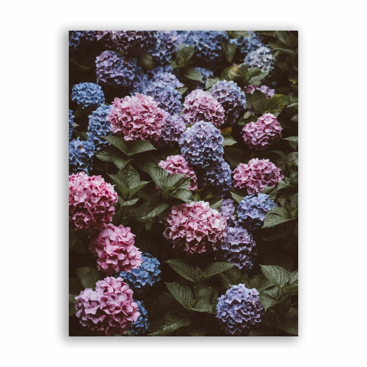 Постер цветы на бумаге / Гортензия / Размер 30 x 40 см