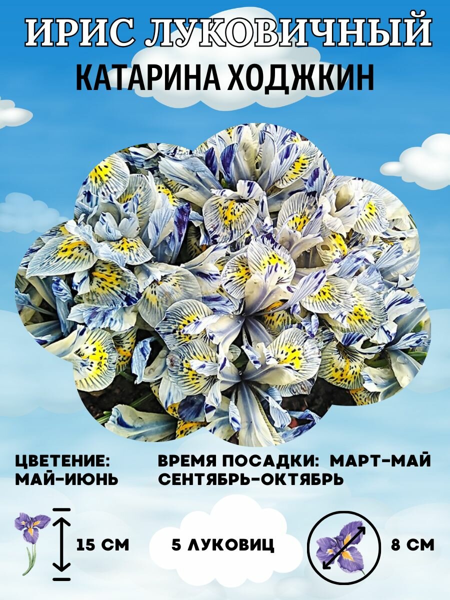 Ирис луковичный 5шт.