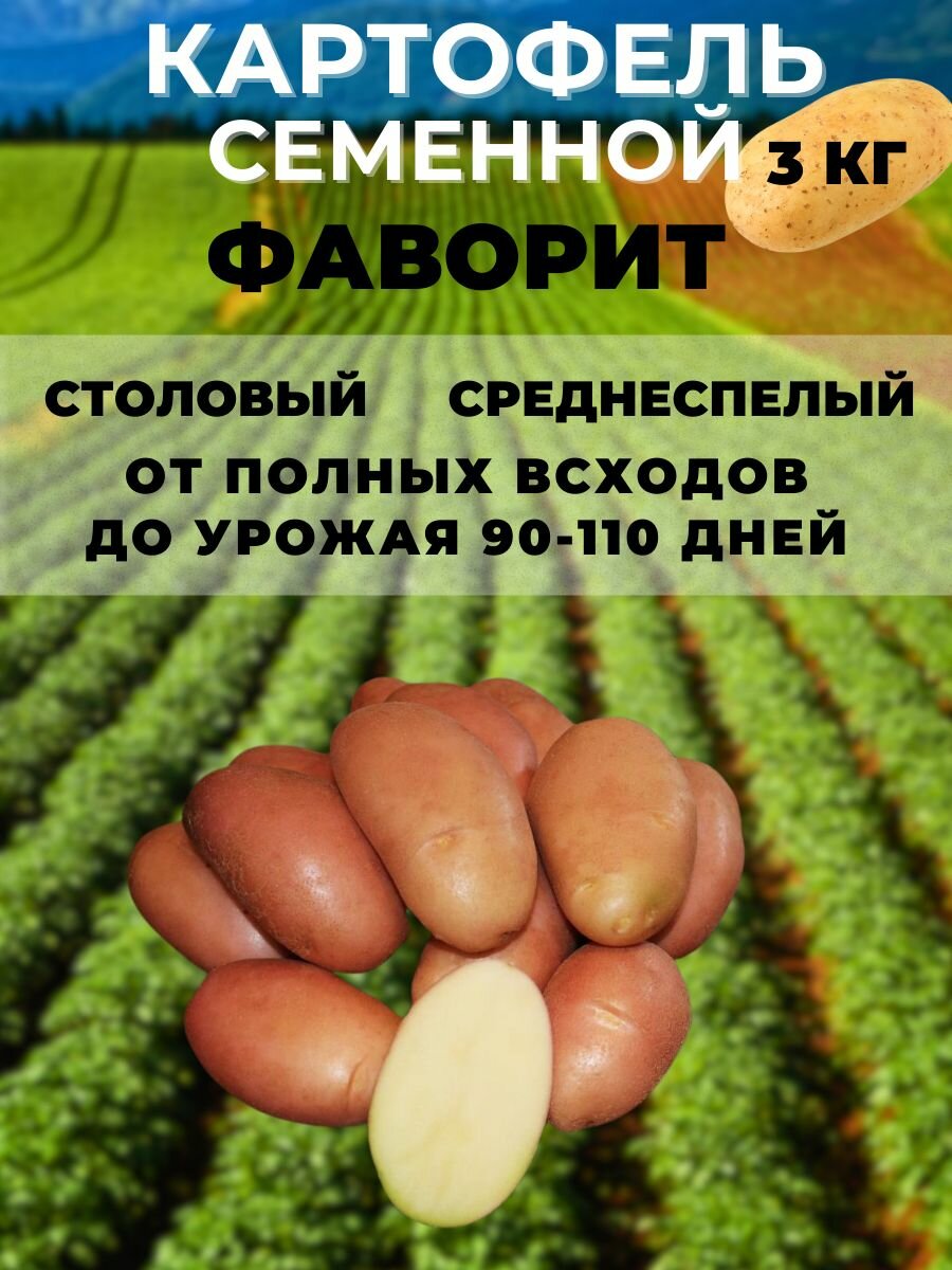 Картофель семенной