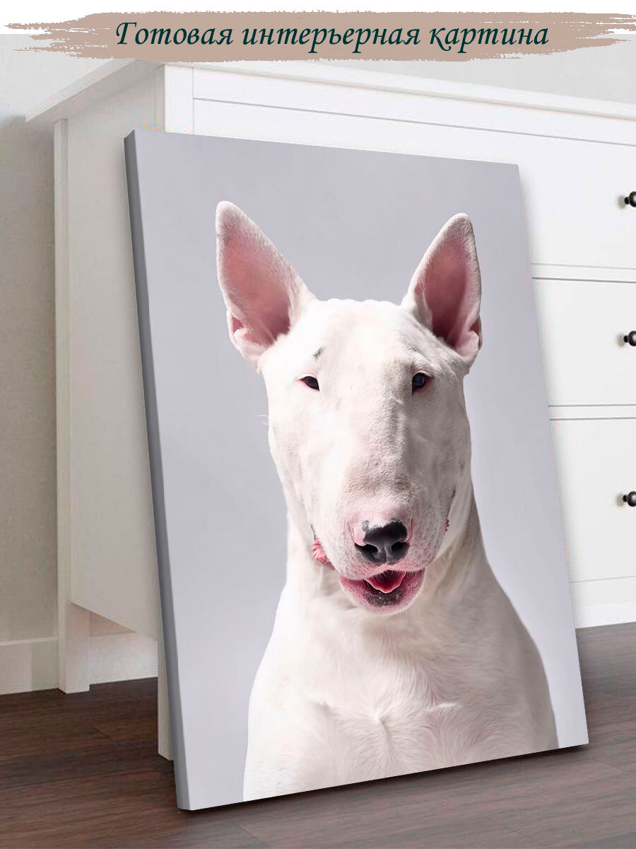 Картины для интерьера 50х70 Белая собака бультерьер