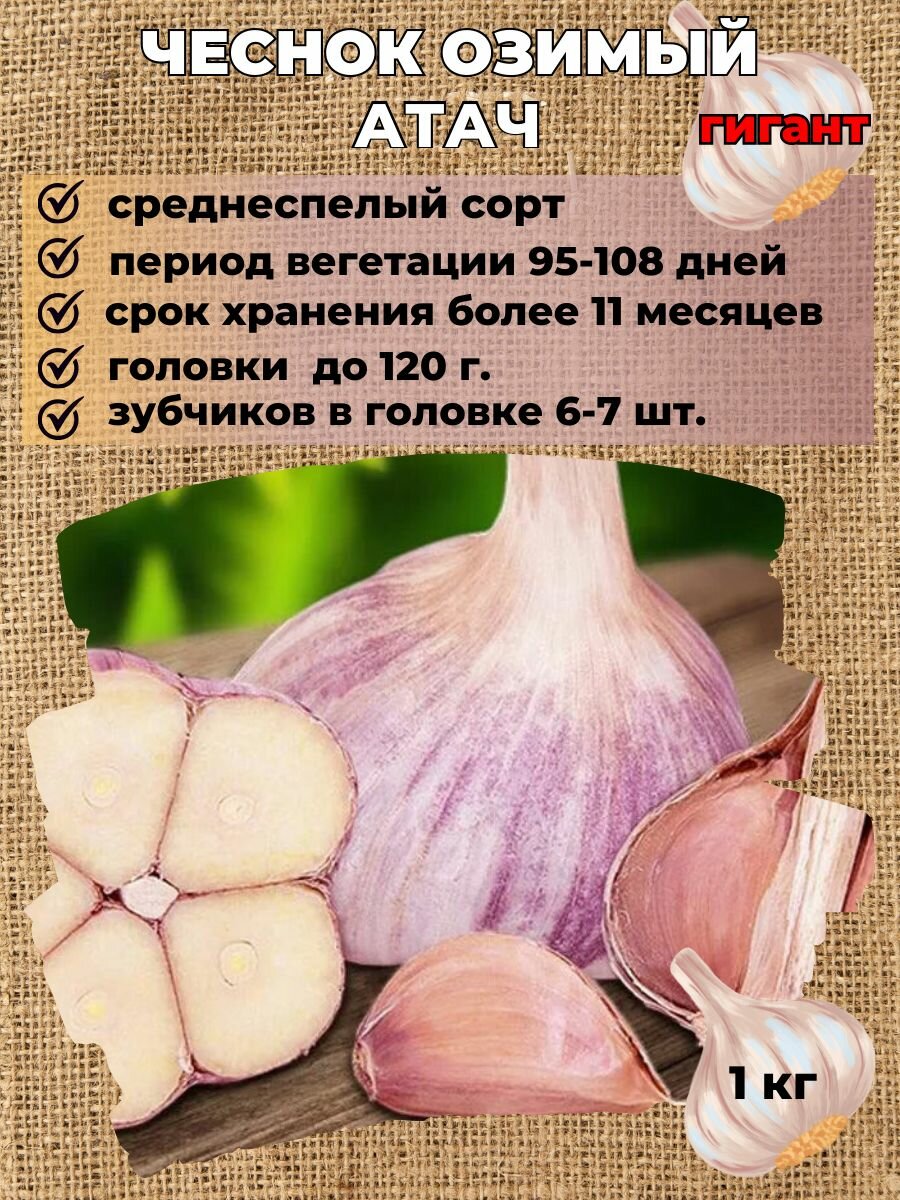 Чеснок озимый на посадку Атач 1 кг