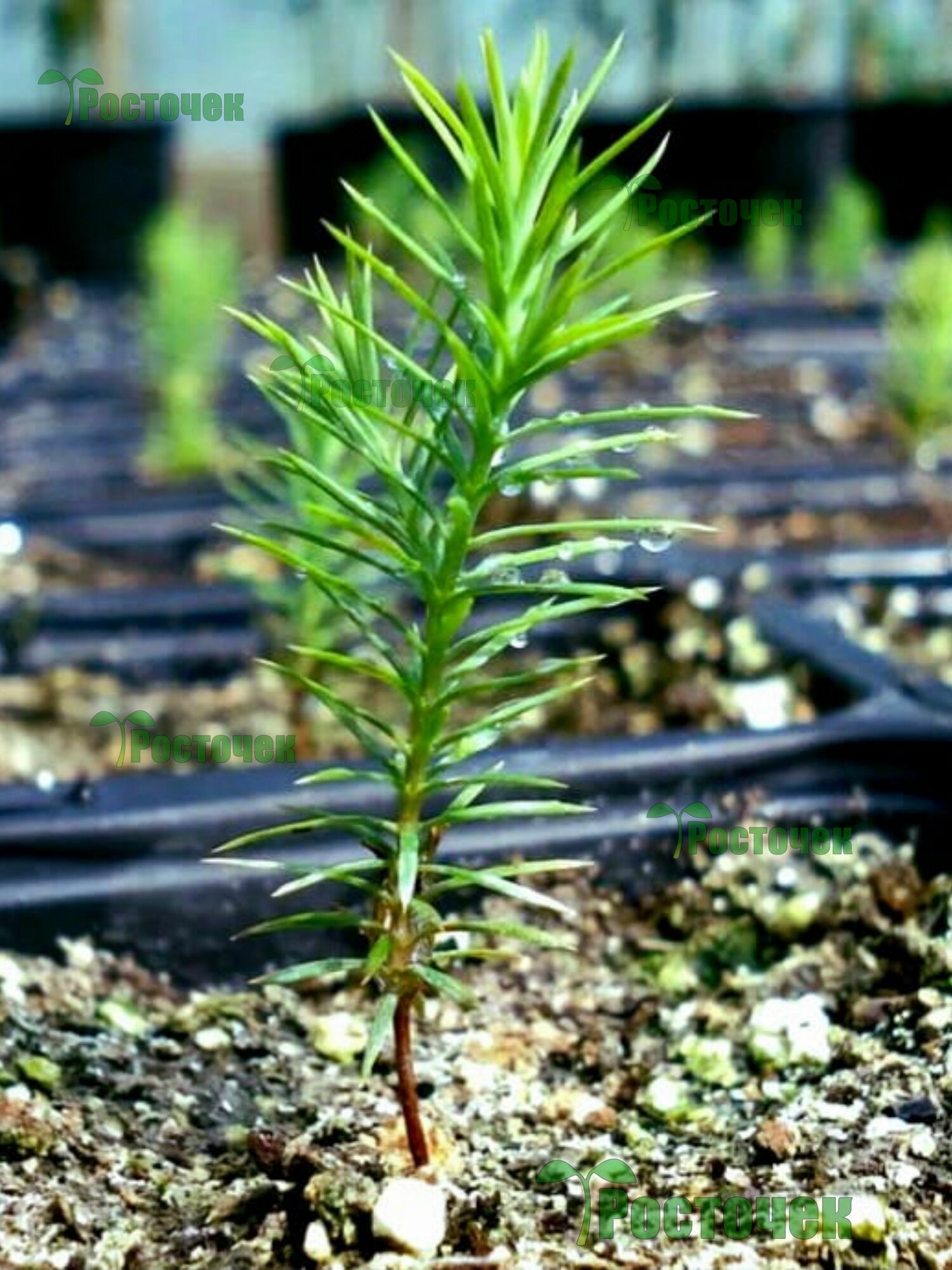 Семена Extra Juniperus scopulorum (Можжевельник Скальный) - 20шт