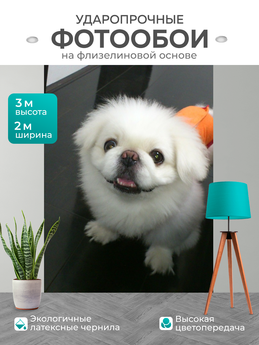 Фотообои моющиеся ударопрочные "Собака, лев мару, пекинес" 200x300 см. флизелиновые на стену