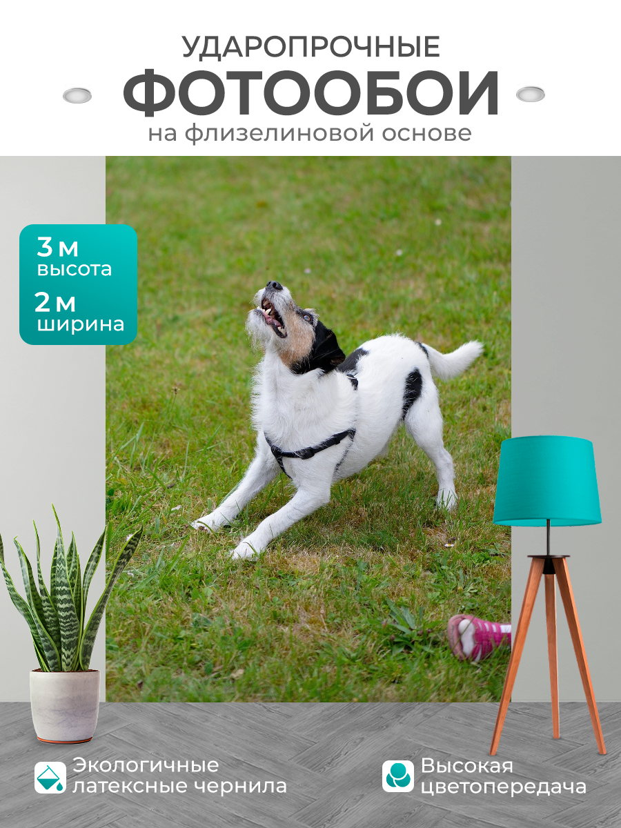 Фотообои моющиеся ударопрочные "Собака, гибридный, игра" 200x300 см. флизелиновые на стену