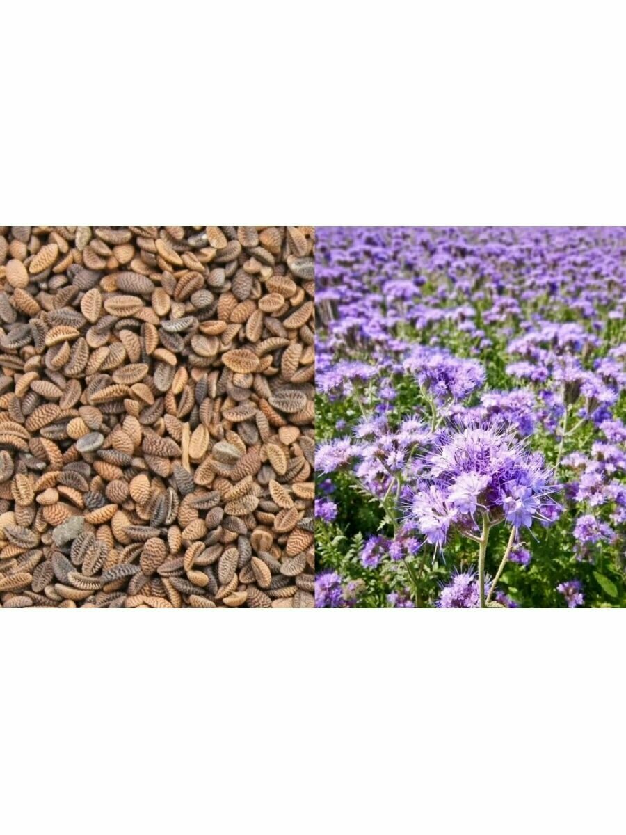 Семена Семена Фацелии, сидерат- 1кг 0