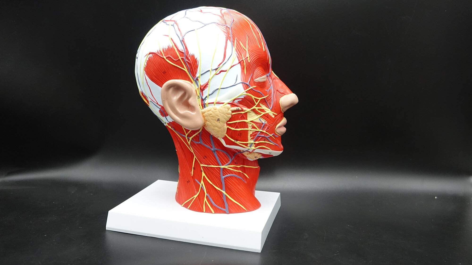 Модель поверхностных мышц, нервов и сосудов головы, детальный макет