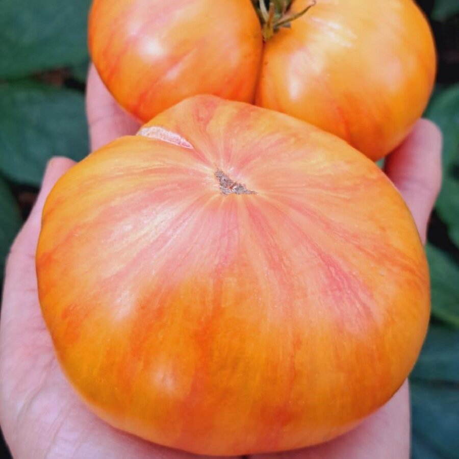 Семена Орешка Томат Бифштекс Пэтти в желтую полоску 10 ШТ