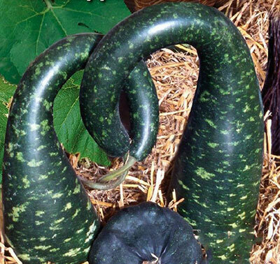 Семена тыквы декоративная Лебединая Шея (1 гр.)