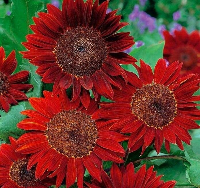 Семена Подсолнечника однолетнего "Кримсон"