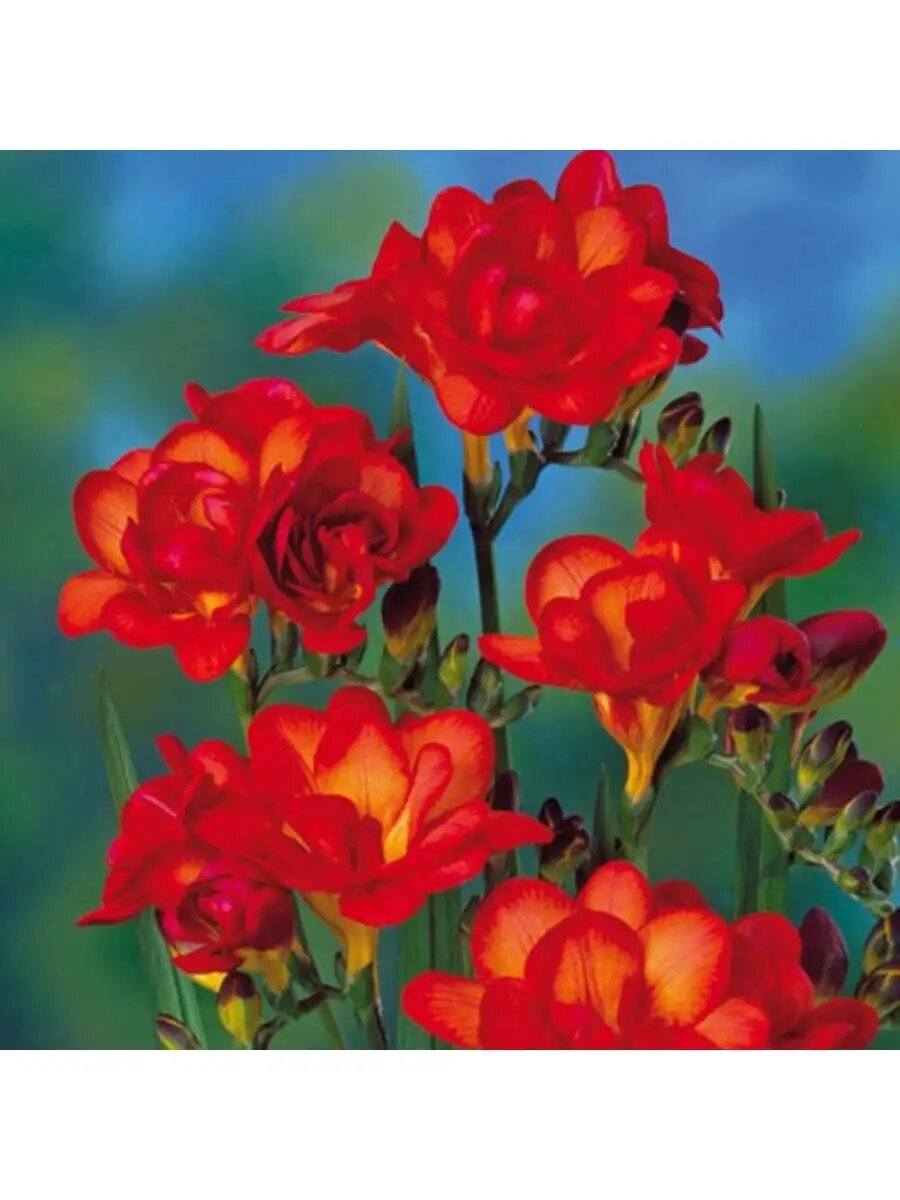 Фрезия махровая красная 8 луковиц